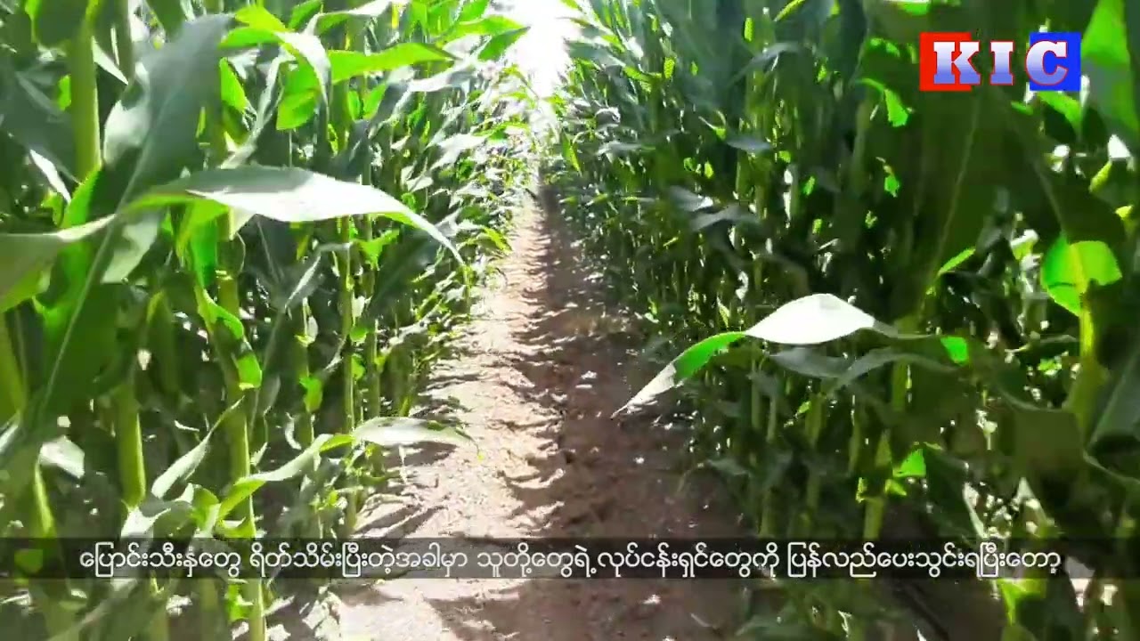 Livelihood of Corn Farmers in Southern Myawaddy Area has Become More ...